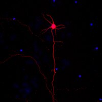 Neuro-Chrom™ Pan Neuronal Marker Antibody-Rabbit, Cy3 Conjugate | ABN2300C3